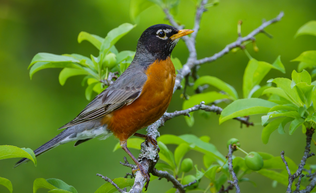 What Does it Mean to See a Robin? - XMYSTIC